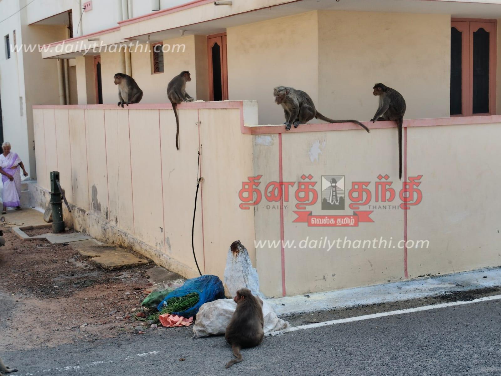 monkey | சென்னிமலை பகுதியில் வீடுகளுக்குள் புகுந்து அட்டகாசம் செய்யும் ...