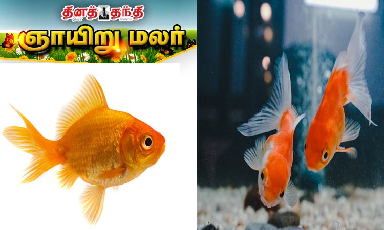 Goldfish | தங்க மீன் பிரச்சினைகள்