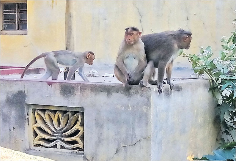 Monkeys are a nuisance | குரங்குகள் தொல்லை