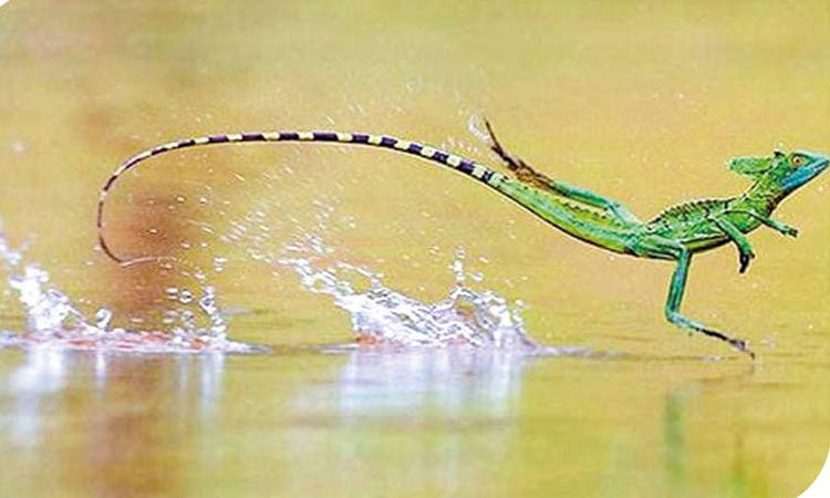 How Does the Basilisk Lizard Run on Water? | தண்ணீரில் நடக்கும் ...