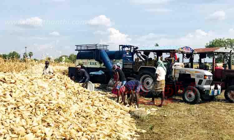 Maize extraction work | மக்காச்சோளம் பிரித்தெடுக்கும் பணி