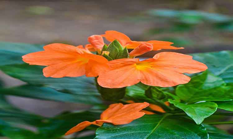 Sathyamangalam Market Kanakambaram flower auctioned at Rs.560 per kg ...