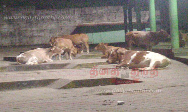 Bandalur bus stand turned into a cowshed | மாட்டுக் கொட்டகையாக மாறிய ...
