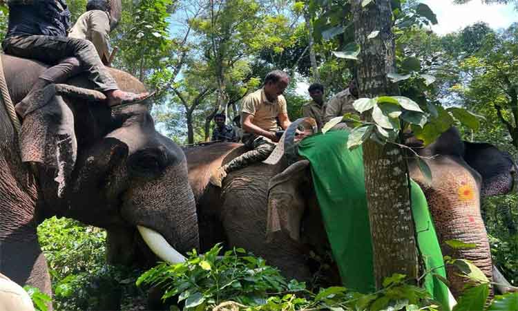 25 wild elephants are rampant near Batra Dam | பத்ரா அணை அருகே 25 ...