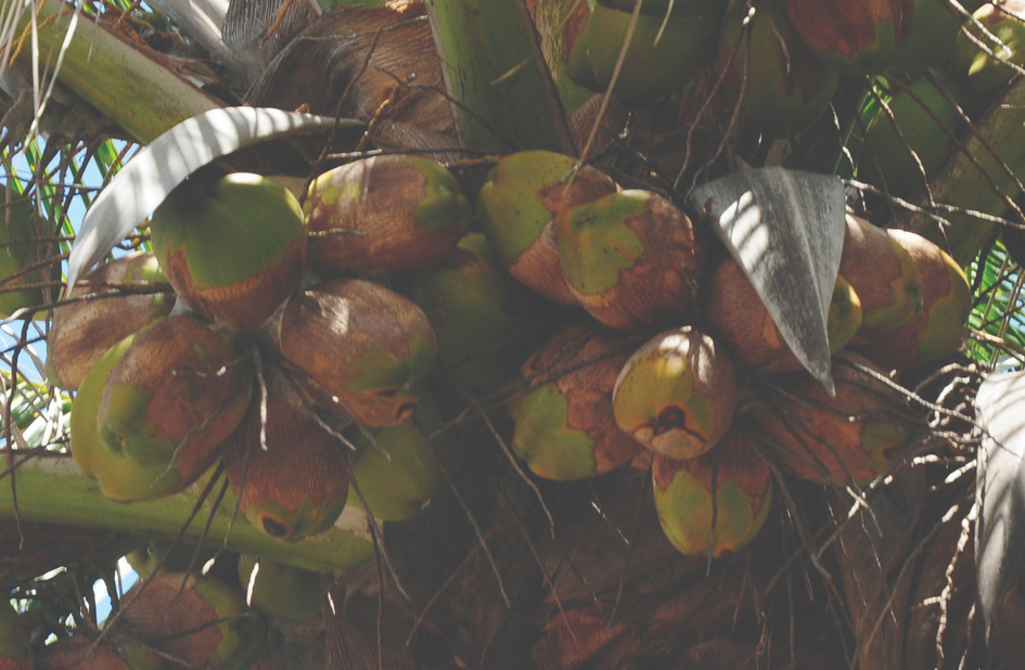 dry the coconet leaf and coconet nut | காய்ந்துபோன தென்னை ஓலை, தேங்காய்கள்