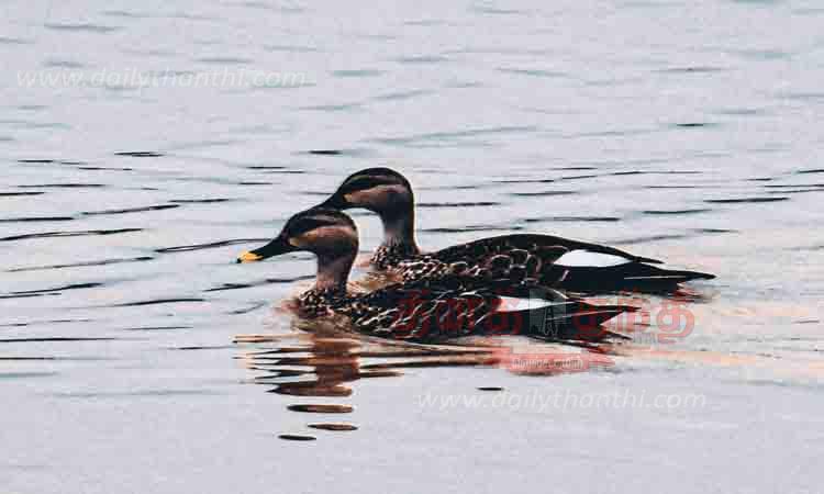 Sivakasi Periyakulam eye-catching birds flocking to the forest ...