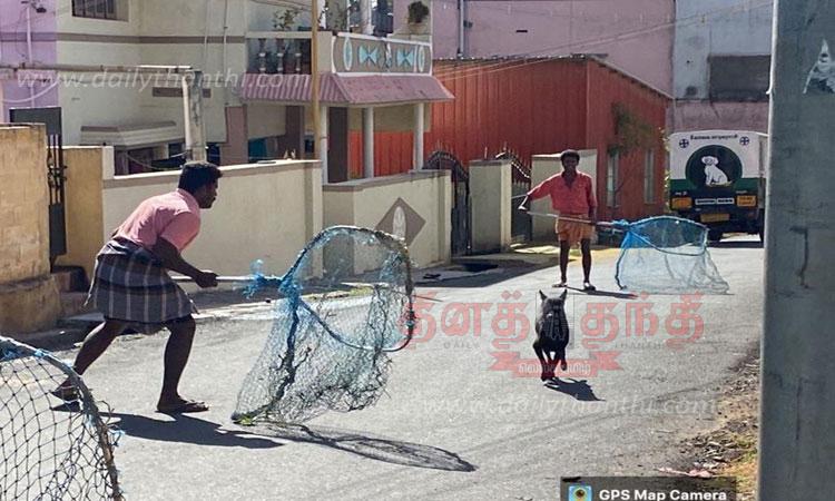 The task of catching stray dogs is intense | தெரு நாய்களை பிடிக்கும் ...