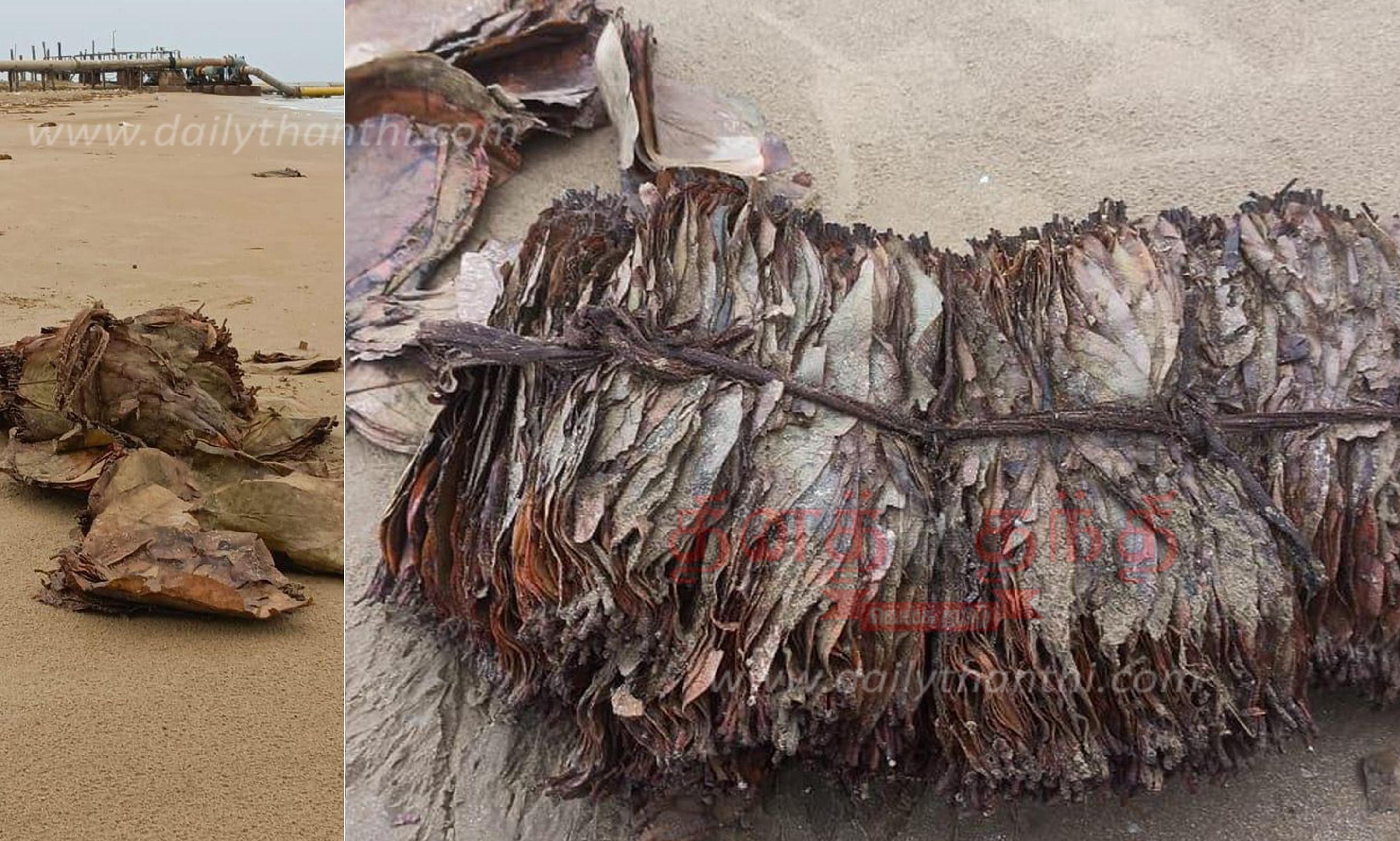 Beedi leaf found at sea shore | கடற்கரையில் ஒதுங்கிய பீடி இலை பண்டல்