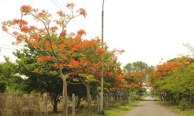Blooming red flowers | பூத்துக்குலுங்கும் செங்கொன்றை மலர்கள்
