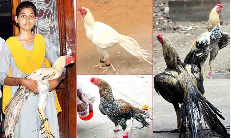 Traditional Breed Rooster Fair | பாரம்பரிய இன சேவல் கண்காட்சி
