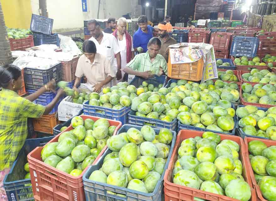The yield of mangoes is enormous | மாங்காய் விளைச்சல் அமோகம்
