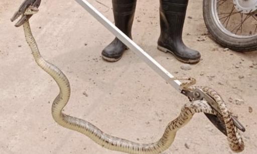 The python that entered the house was caught | வீட்டிற்குள் புகுந்த ...