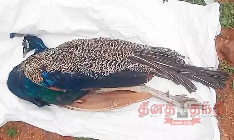 A dead peacock on the roadside | சாலையோரத்தில் இறந்து கிடந்த மயில்