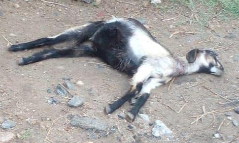 2 goats died after being bitten by rabid dogs | வெறிநாய்கள் கடித்து 2 ...
