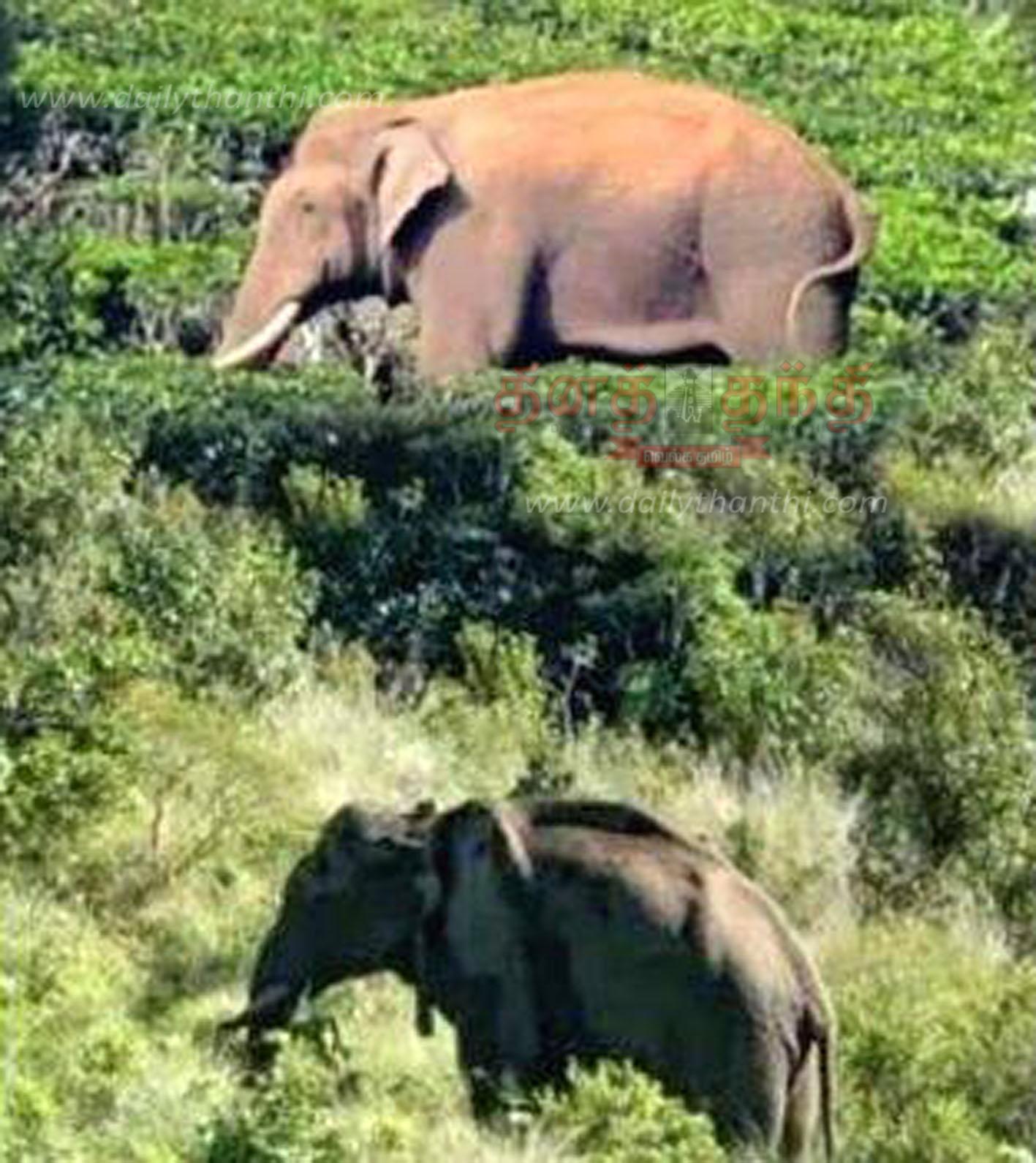 Arikomban elephant roams around with a lean appearance | மெலிந்த ...