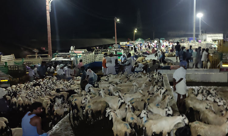 Goats sold at Veypur weekly market for Rs.6 crore | வேப்பூர் ...