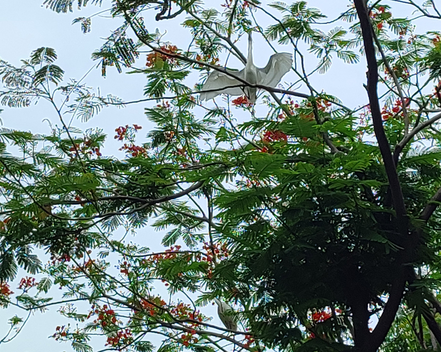 The police station is a sanctuary for exotic birds | வெளிநாட்டு ...