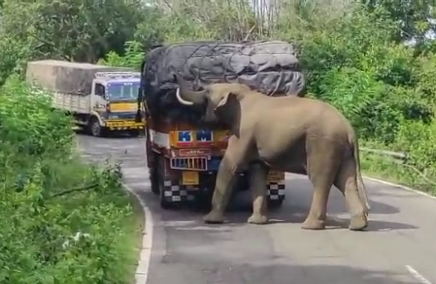 Near Asanur Vehicles in search of sugarcane The elephants are furious ...