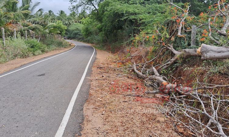Removal of trees obstructing traffic | போக்குவரத்துக்கு இடையூறாக கிடந்த ...