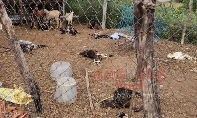 16 goats died after being bitten by dogs | நாய்கள் கடித்து குதறியதில் ...