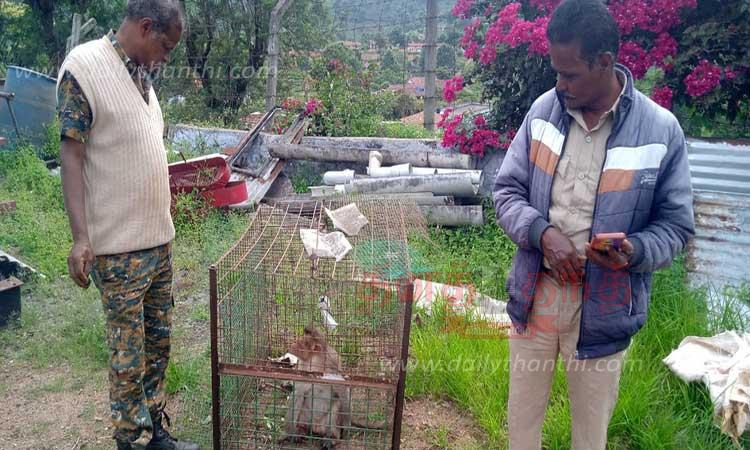 Monkey gets electrocuted | மின்சாரம் தாக்கி குரங்கு படுகாயம்