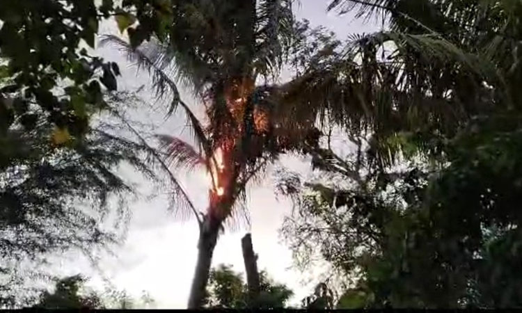 Lightning struck the coconut tree and caught fire | மின்னல் தாக்கி ...