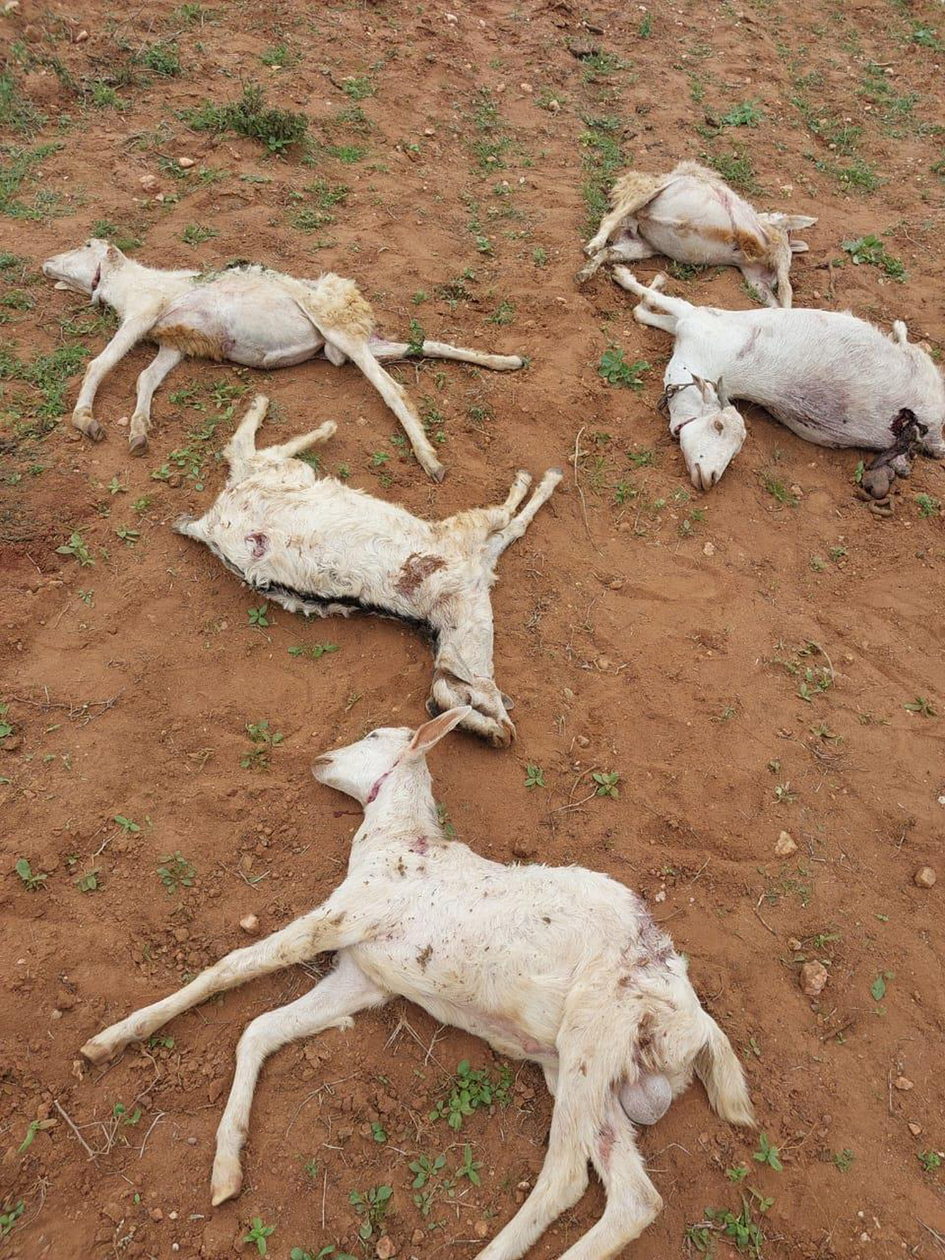 5 goats die after being bitten by a rabid dog | வெறிநாய் கடித்து 5 ...