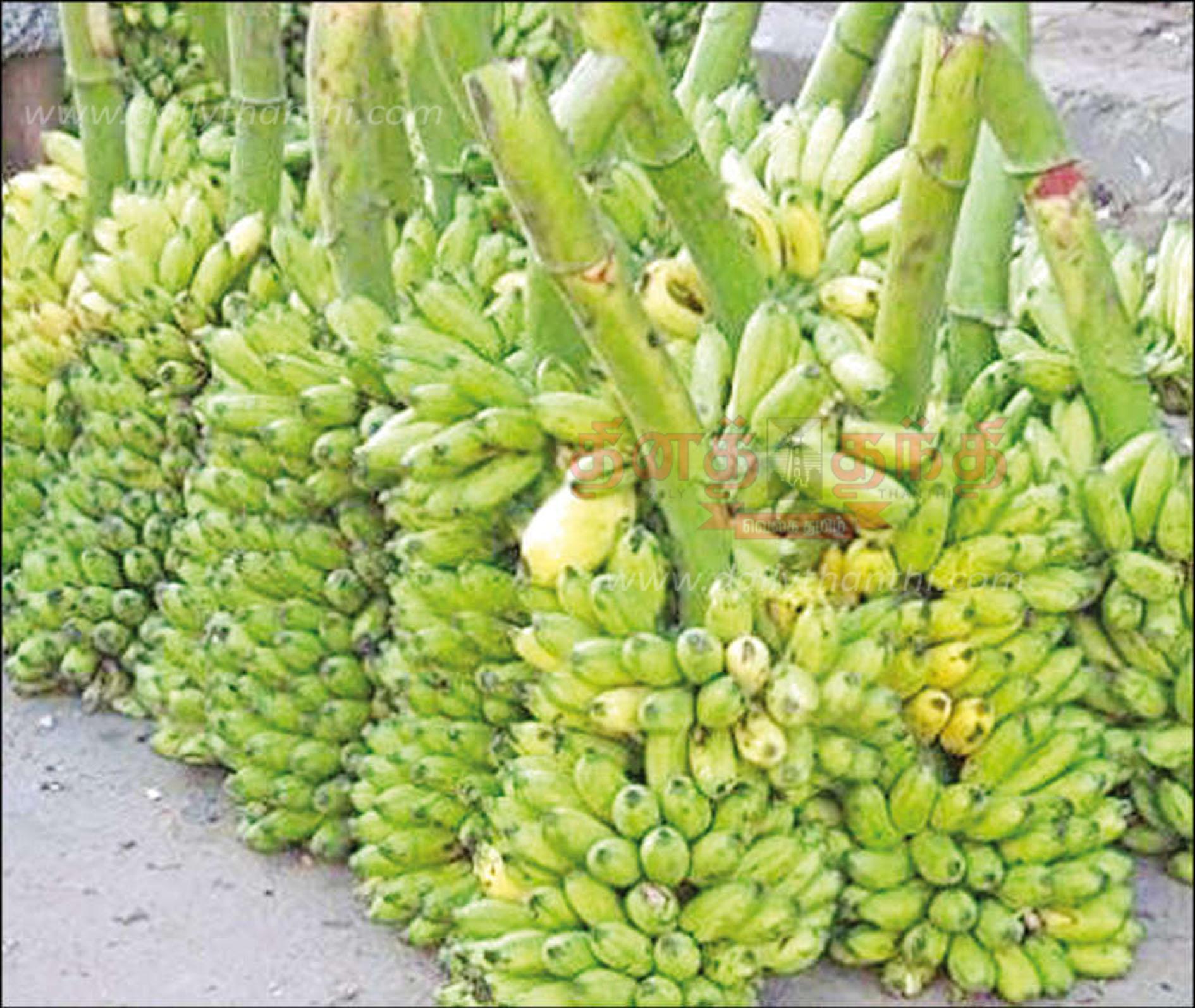 A sev banana was bid for Rs.1,000 | ஒரு செவ்வாழைத்தார் ரூ.1,000-க்கு ஏலம்