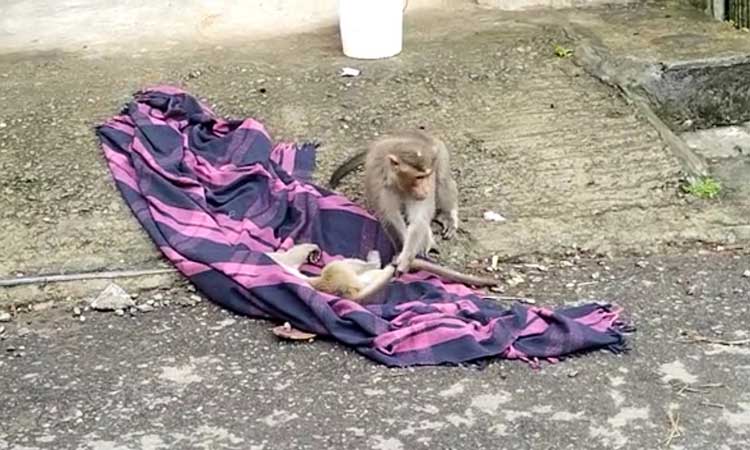 Leshchi incident in Kudalur: Monkey's fellow monkeys shed tears after ...