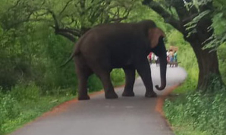 Standing on the road, the one-horned elephant roared | சாலையில் நின்று ...