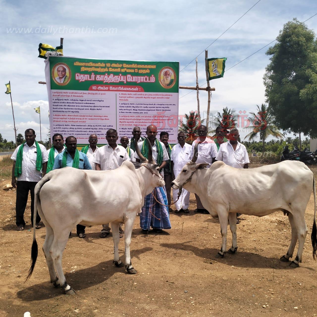 Farmers protest with cows | மாடுகளுடன் விவசாயிகள் காத்திருப்பு போராட்டம்
