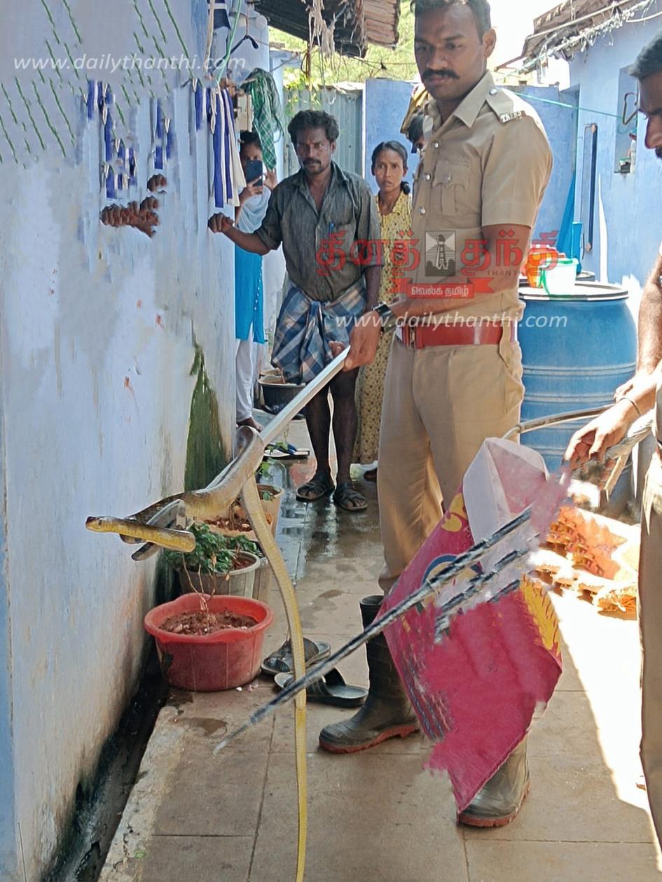A 7-foot-long python was caught in Anthiur | அந்தியூரில் 7 அடி நீளமுள்ள ...