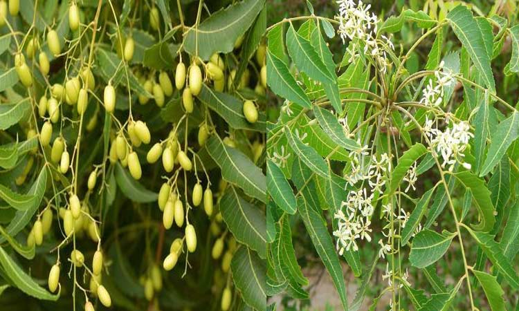 Medicinal properties of neem Trees | பலன் தரும் வேப்பமரம்