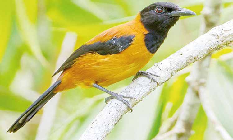 Hooded Pitohui | அதிக விஷத்தன்மையுள்ள பறவை