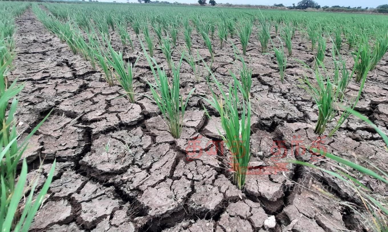 Rice crops burst and scorch in the fields | வயல்களில் வெடிப்பு ஏற்பட்டு ...