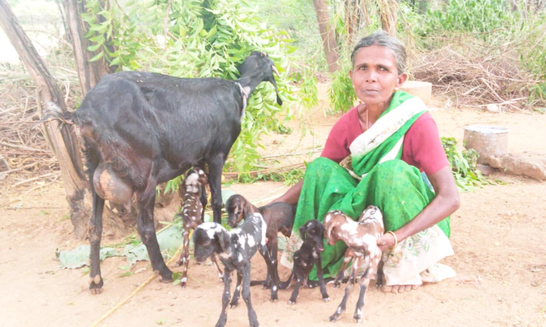 A goat that bears 5 lambs | 5 ஆட்டுக்குட்டிகளை ஈன்ற ஆடு
