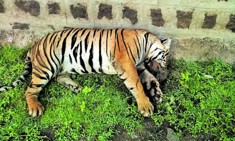 In Bhavanisagar forest the tiger death | பவானிசாகர் வனப்பகுதியில் ...