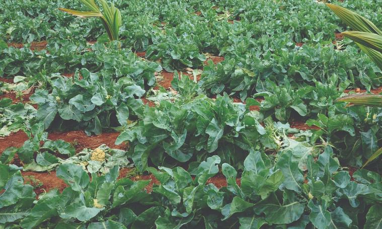 kally flower palnr affect change the atmosphere | பருவநிலை மாற்றத்தால் ...