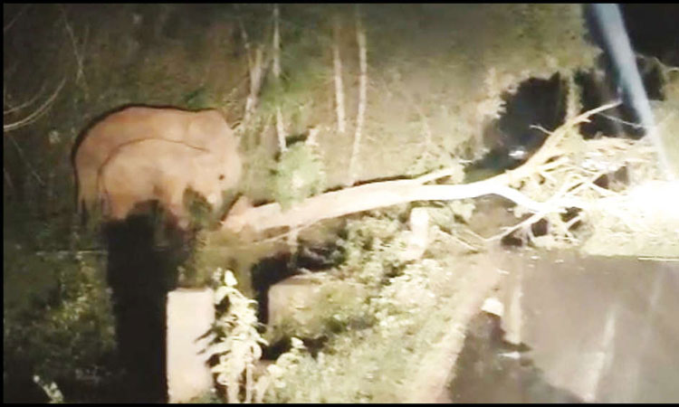 A wild elephant with a cub pushed a tree on the road | குட்டியுடன் ...