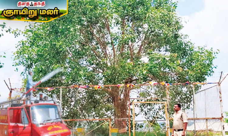 'VVIP' maintained at a cost of Rs.12 lakh tree' | ரூ.12 லட்சம் செலவில் ...