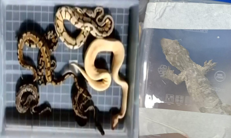 Snakes and lizards smuggled from abroad seized at Trichy Airport ...
