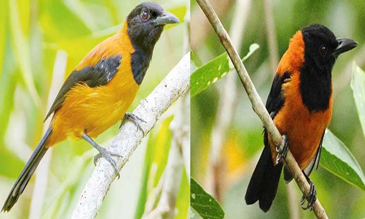 Hooded pitohui | அதிக விஷத்தன்மையுள்ள பறவை