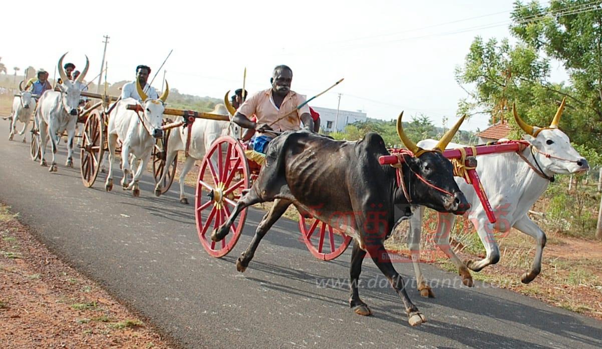 Bullock cart race on the occasion of Mulaipari festival | முளைப்பாரி ...