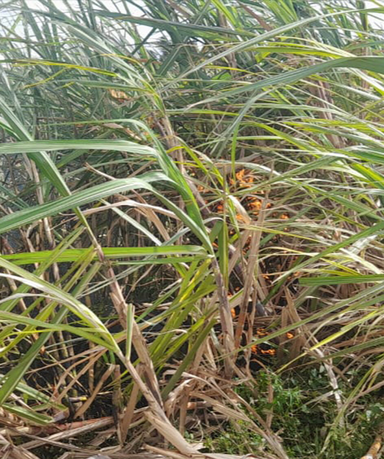 Transformer leakage: Sugarcane plantation burnt down ...