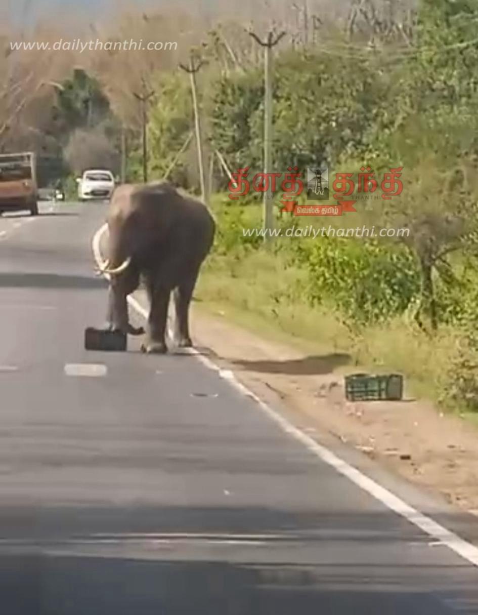 A wild elephant overturned a cargo van near Asanur; Caneless threw the box of tomatoes in rage ...