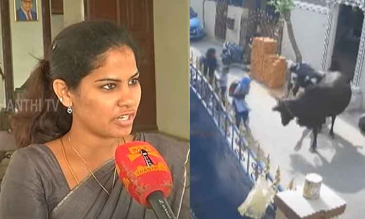 Cows roaming on the road; 5.17 lakh fine collected in Chennai ...