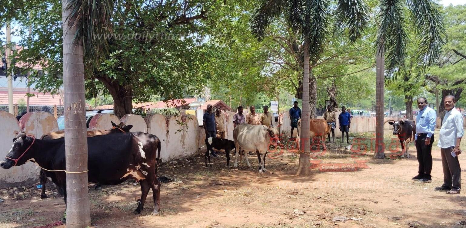 13 cows were caught in a single day | ஒரே நாளில் 13 மாடுகள் பிடிபட்டன