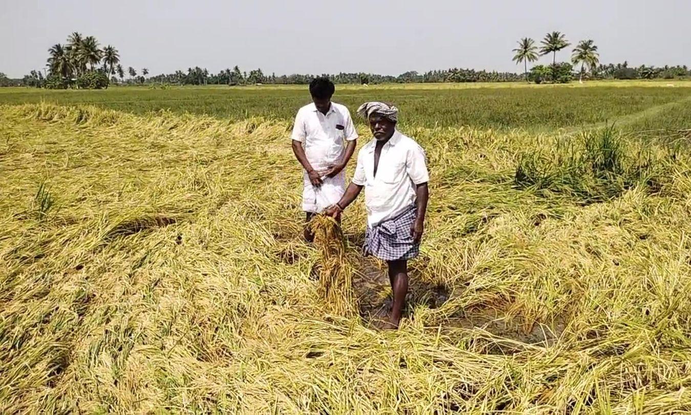 Damage to rice crops | தியாகதுருகம் பகுதியில் பலத்த மழை:200 ஏக்கர் ...