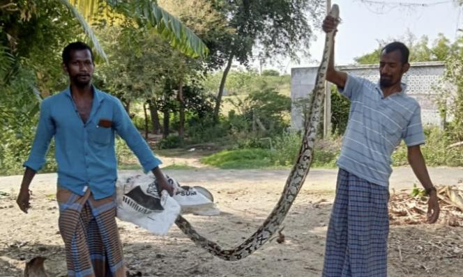 2 pythons were caught | 2 மலைப்பாம்புகள் பிடிபட்டன