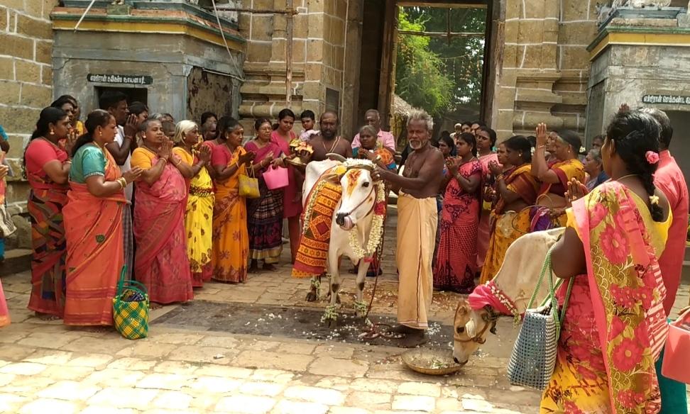 Go Pooja at Pralaya Kaleswarar Temple | பிரளய காலேஸ்வரர் கோவிலில் கோ பூஜை